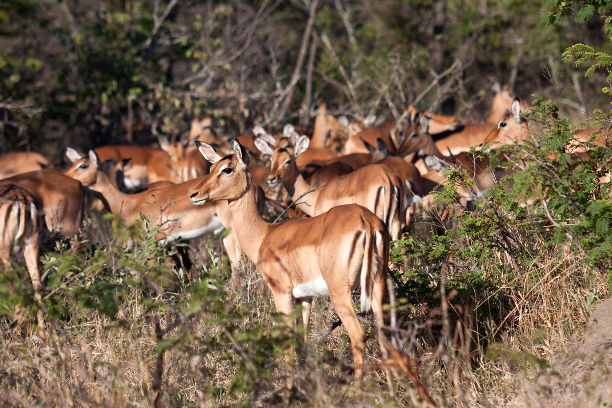 impala-jochen - Sun Destinations Safari