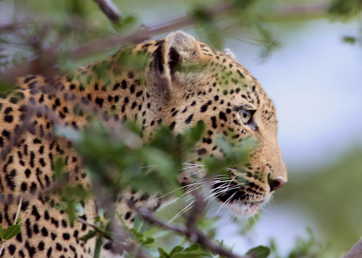 leopard - Sun Destinations Safari
