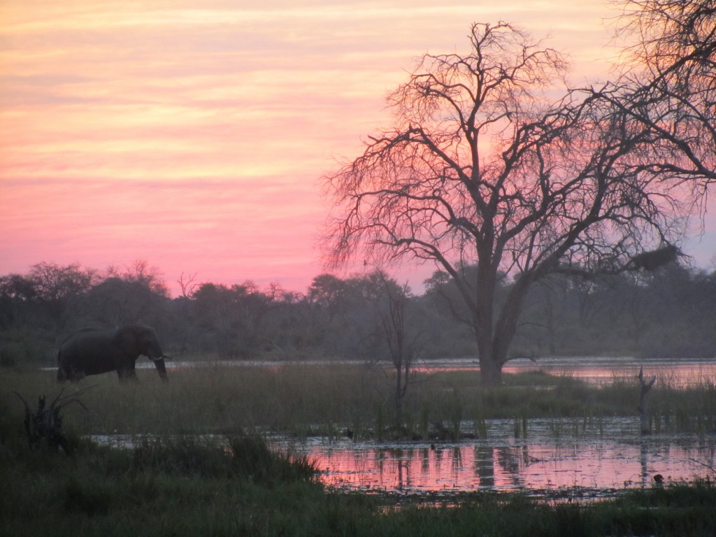 Typical Scene in the Okavango Delta - Trees & Elephants - Sun ...