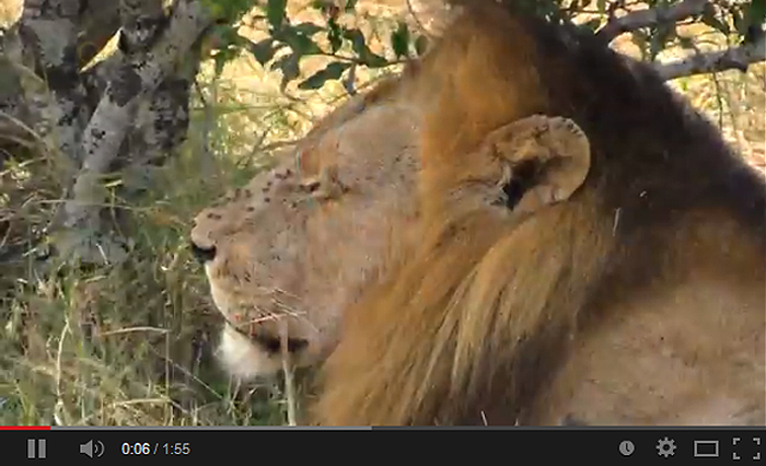 Videos: Trilogy of Lions and the Ross Pride