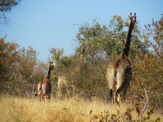 Cute Videos of Baby Hippo, Elephant and Giraffe