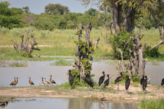 mapula-birds - Sun Destinations Safari