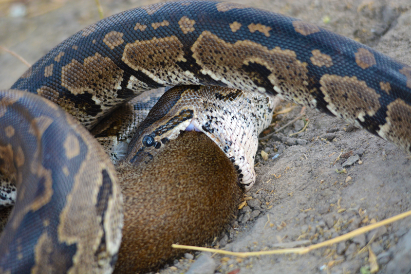 Week in Pictures: All sorts of everything wild!