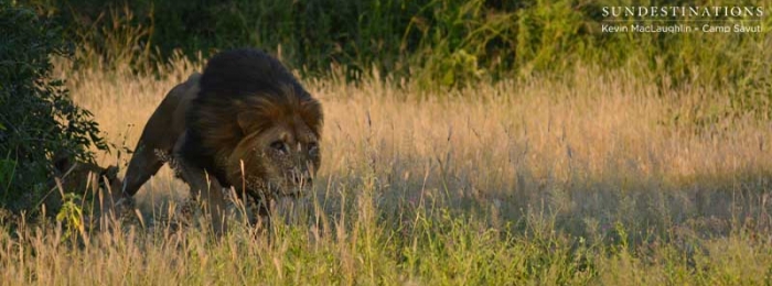 Lion Charge In The Savute Kingdom