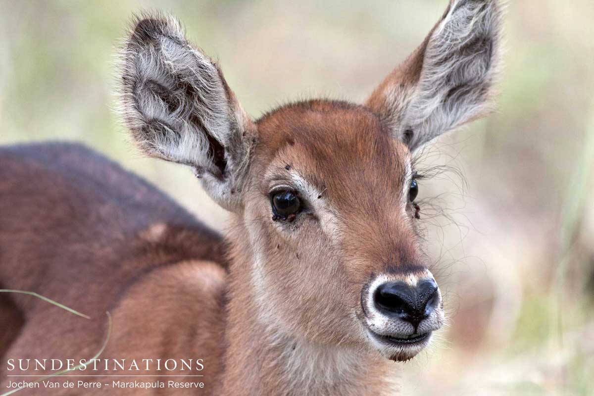 From Lizards to Lions and Everything in Between