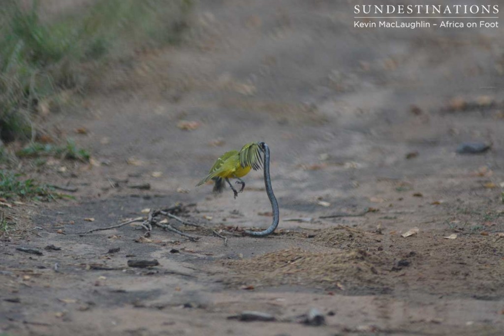 The grey-headed bush shrike eventually carried its prey into the bush ...