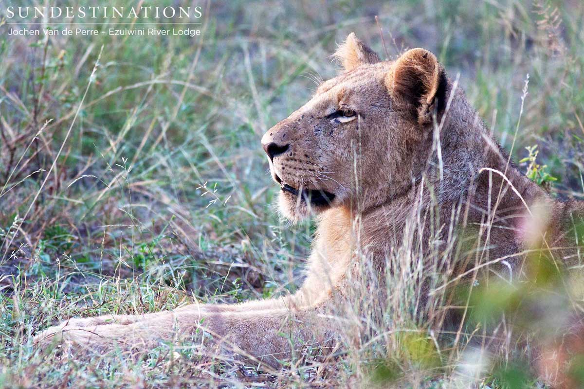 Basking in the sun - Sun Destinations Safari
