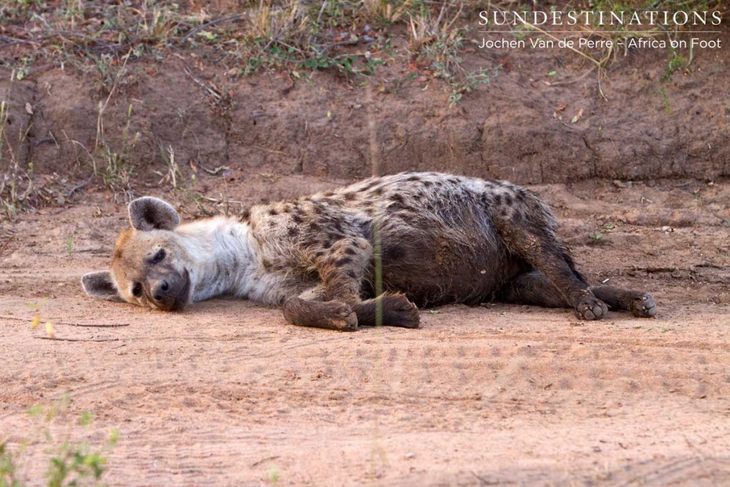 Hyena lying down - Sun Destinations Safari