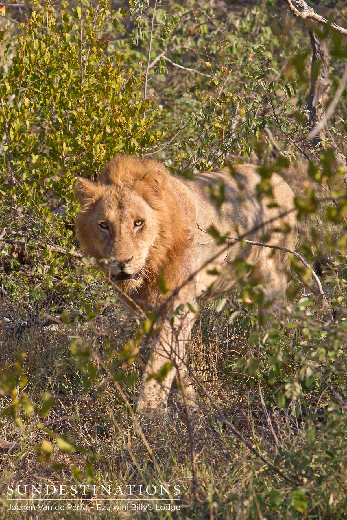 male-lion-walking-through-the-bush - Sun Destinations Safari