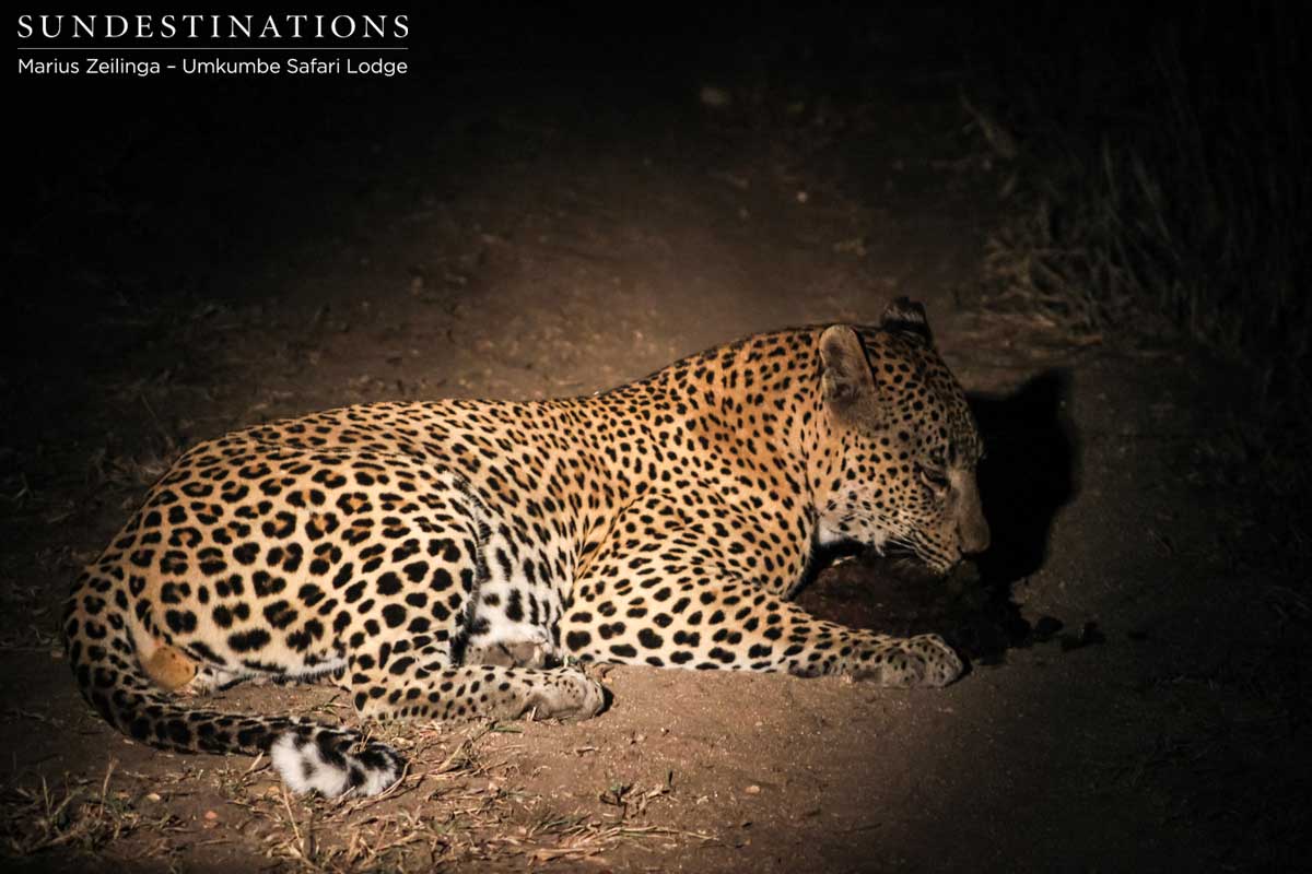 Maxabeni male leopard disguises his scent - Sun Destinations Safari