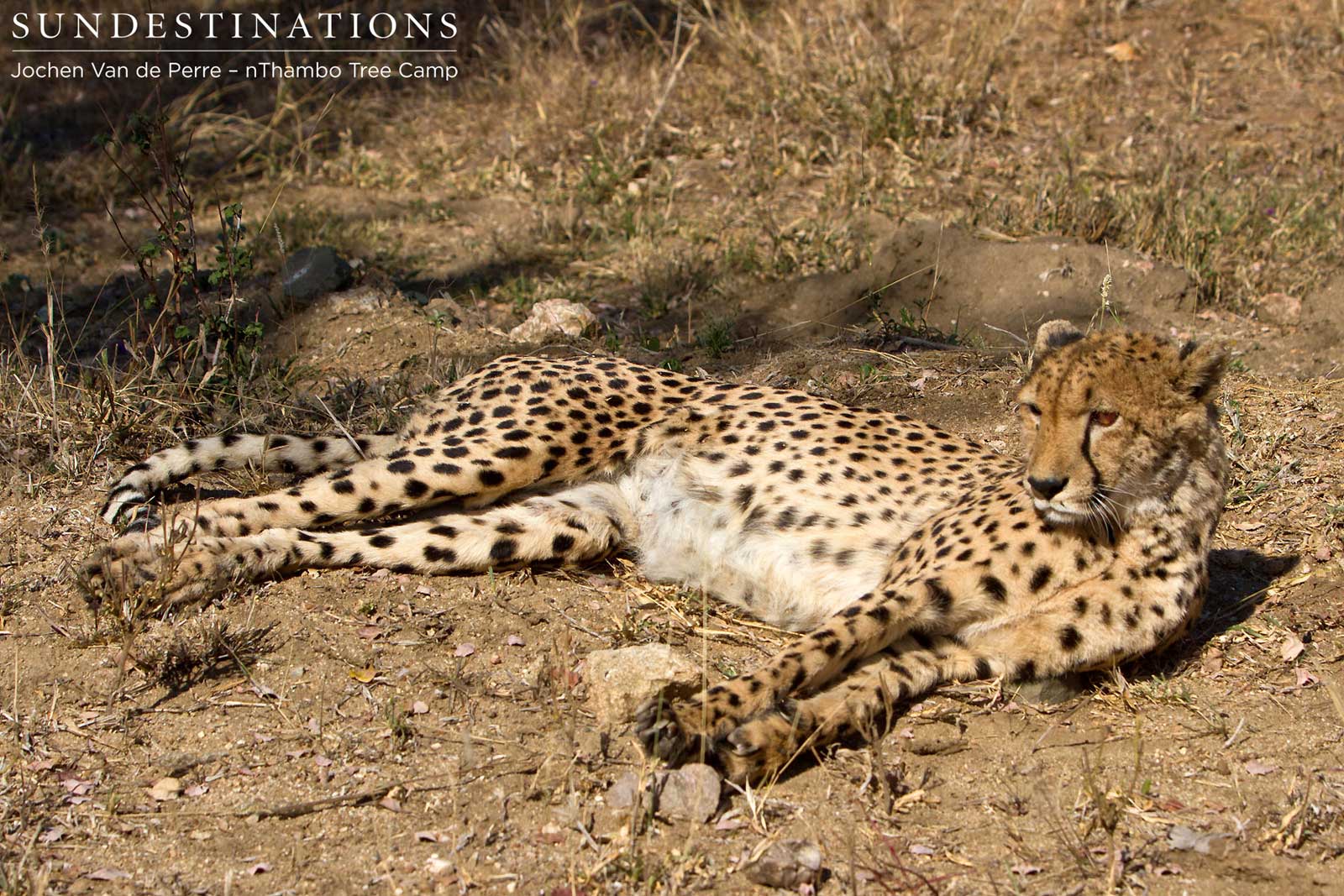 Single, Spotted, Female: Cheetah in Klaserie