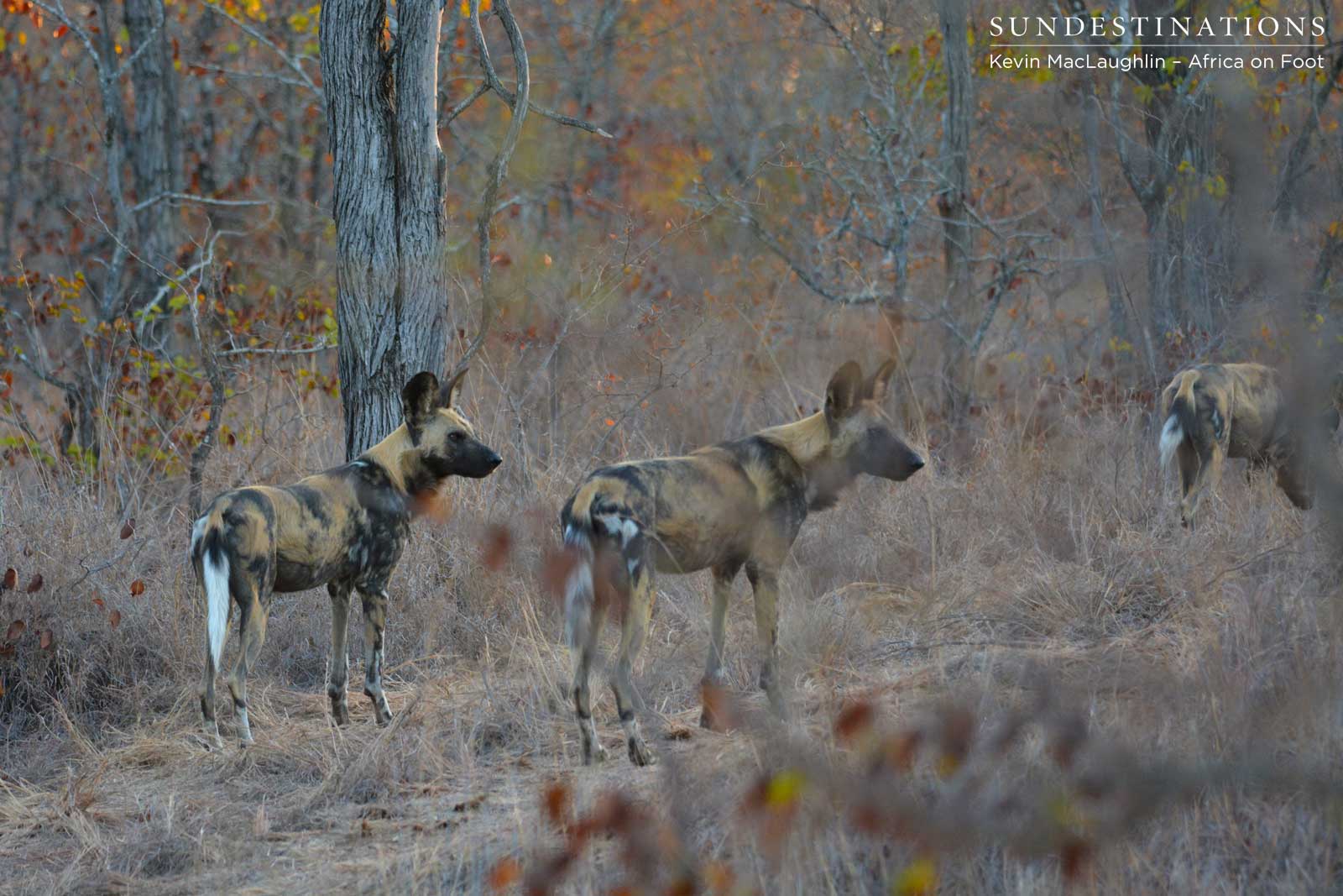 3 Out of 5 wild dogs - Sun Destinations Safari