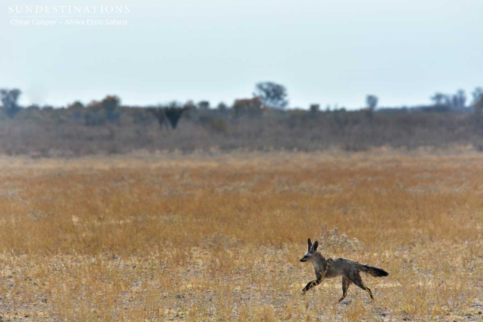 Bat-eared fox runs to catch up with the family - Sun Destinations Safari