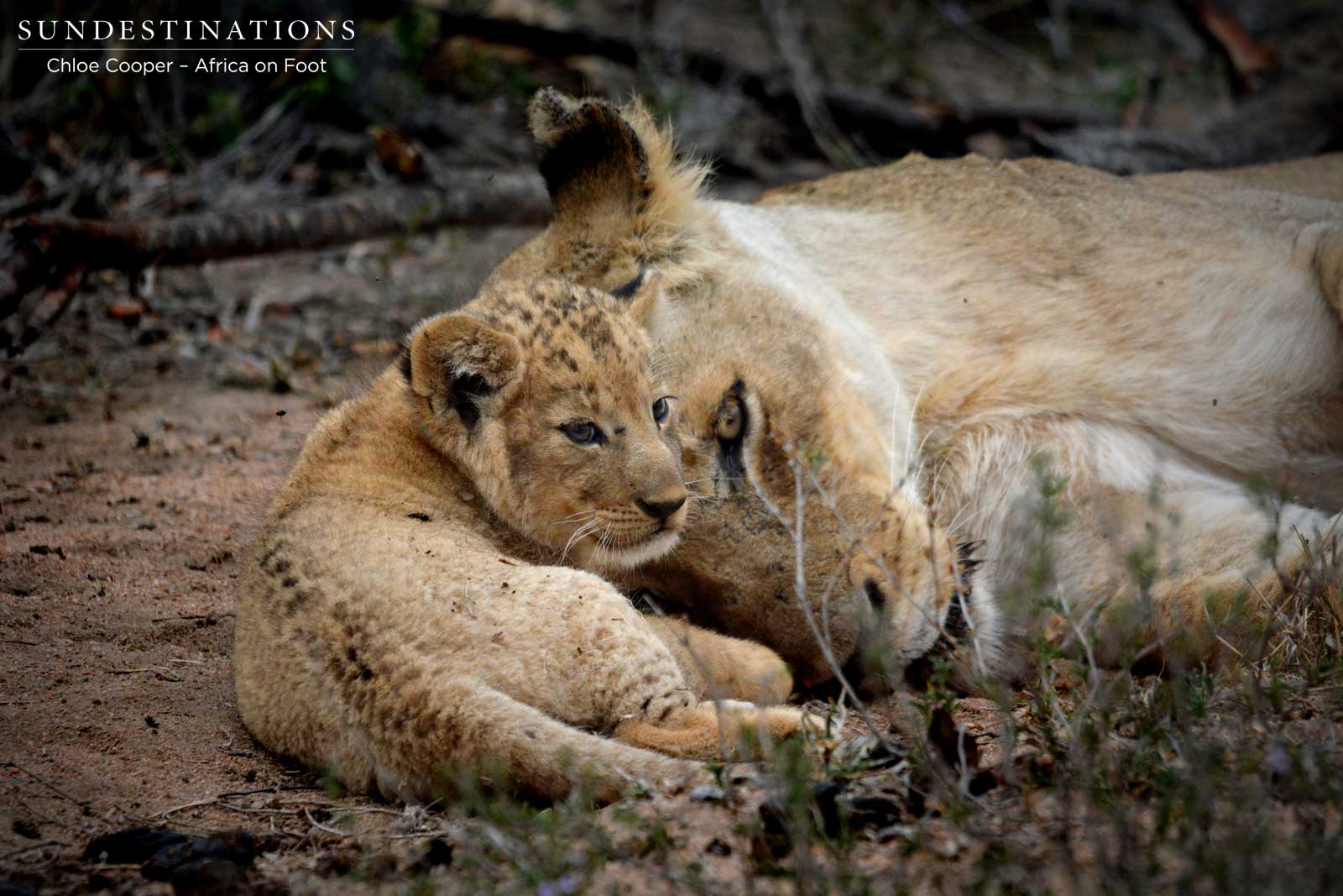 Catch up with Ross Breakaway lion cubs