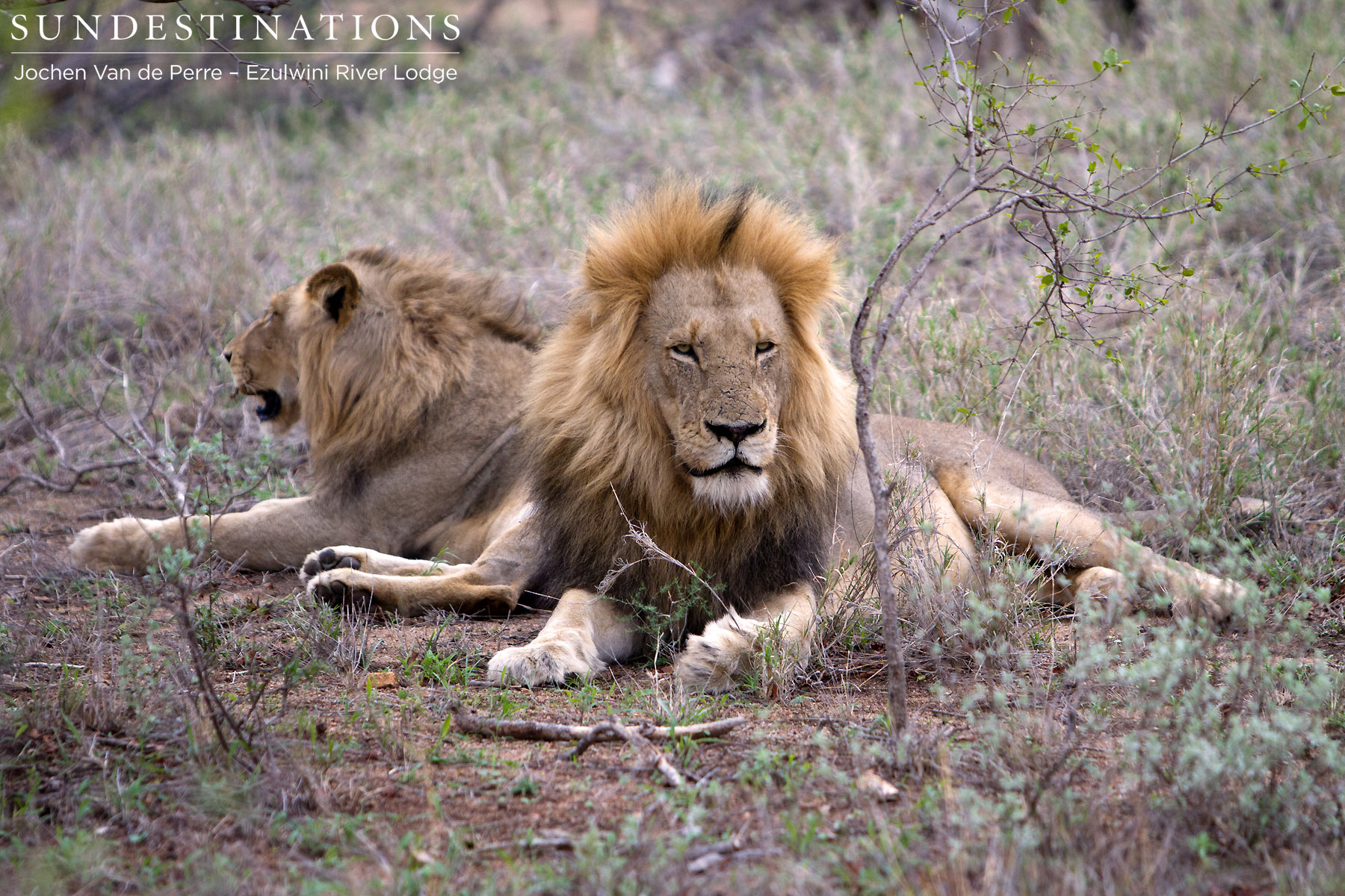 Balule Lion Dynamics: The Lowdown