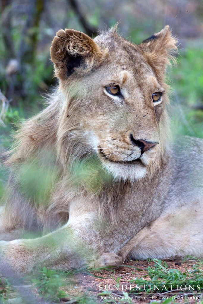 How Dashing Duma Became the Ultimate Lion Leader