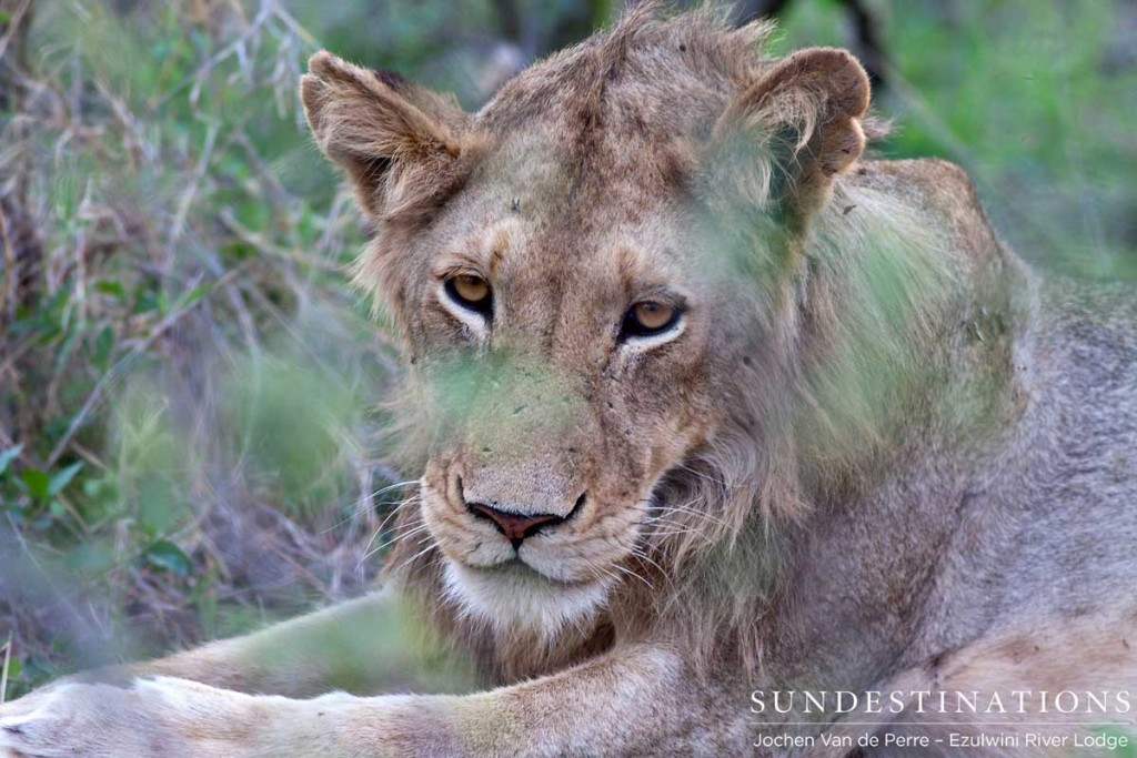 How Dashing Duma Became the Ultimate Lion Leader