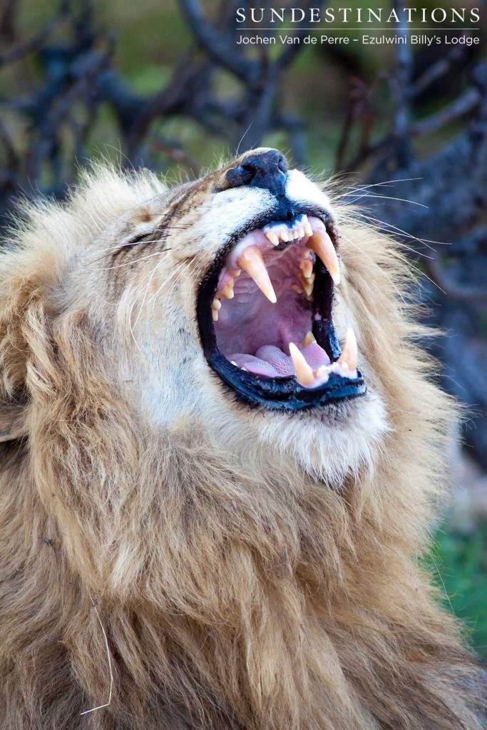 How Dashing Duma Became the Ultimate Lion Leader