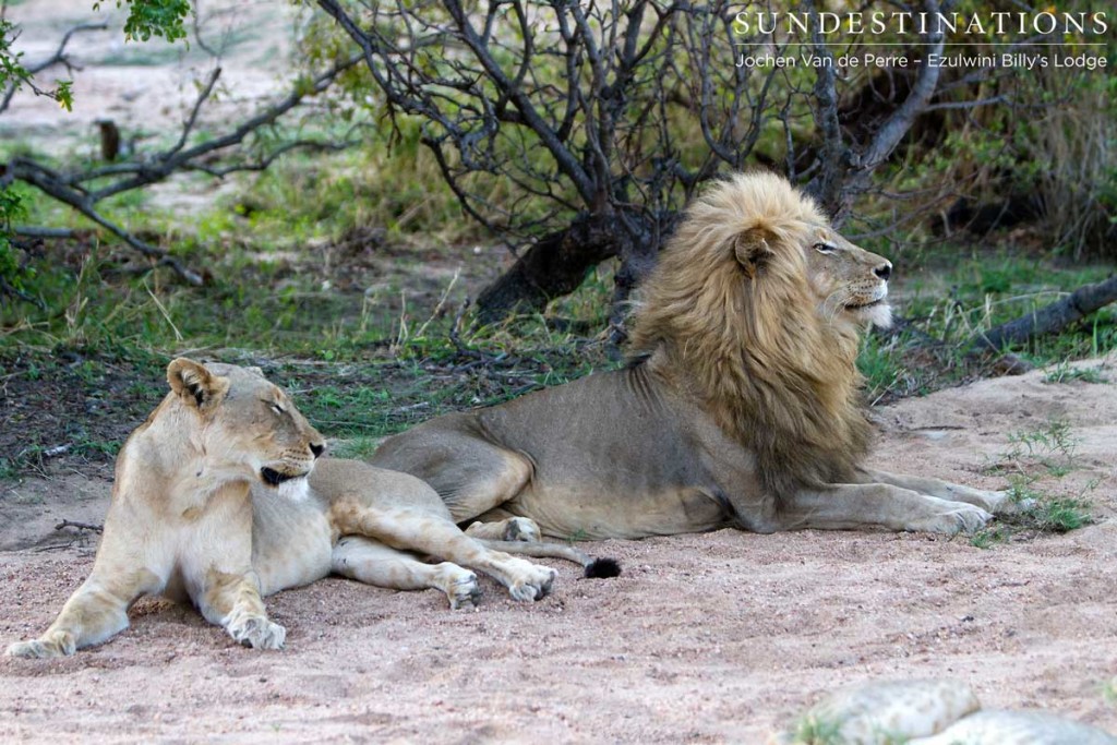 How Dashing Duma Became the Ultimate Lion Leader