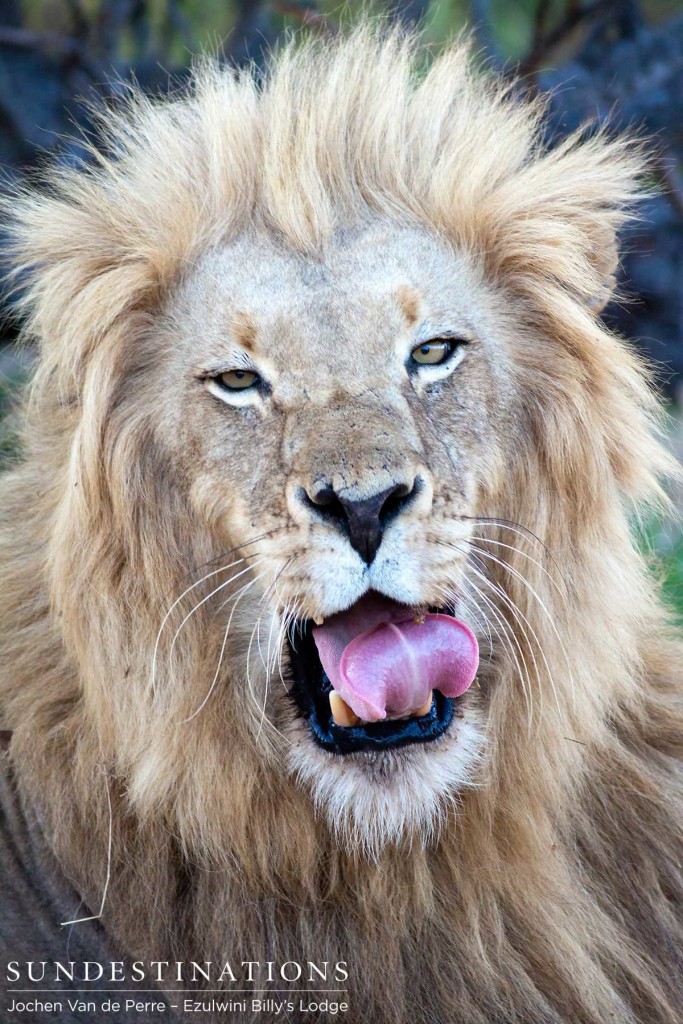 How Dashing Duma Became the Ultimate Lion Leader