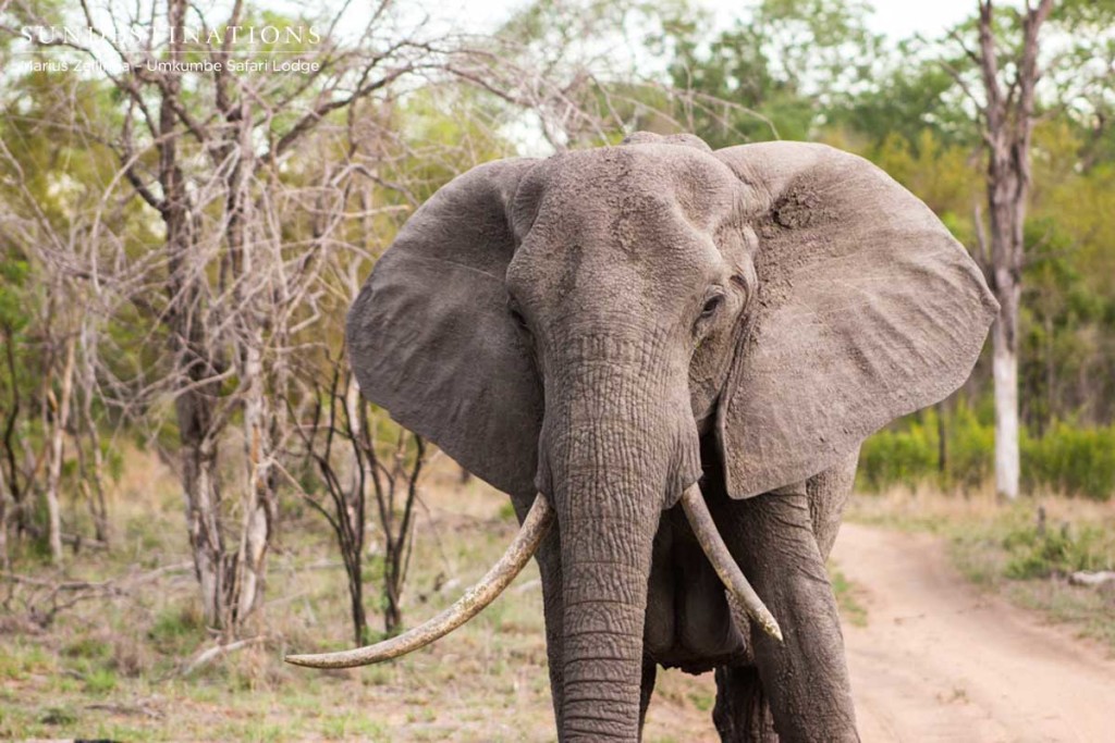 Elephant Cow with Tusks - Sun Destinations Safari