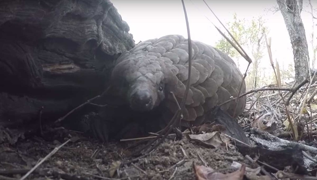 Prehistoric Looking Pangolin Spotted in Sabi Sand