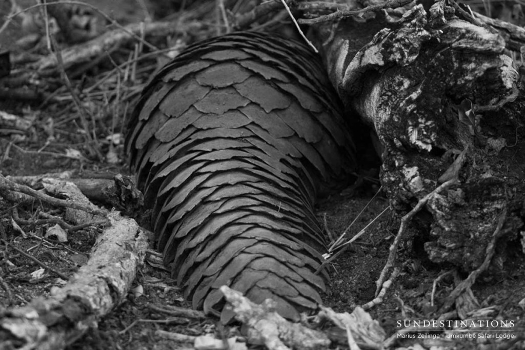 Prehistoric Looking Pangolin Spotted in Sabi Sand