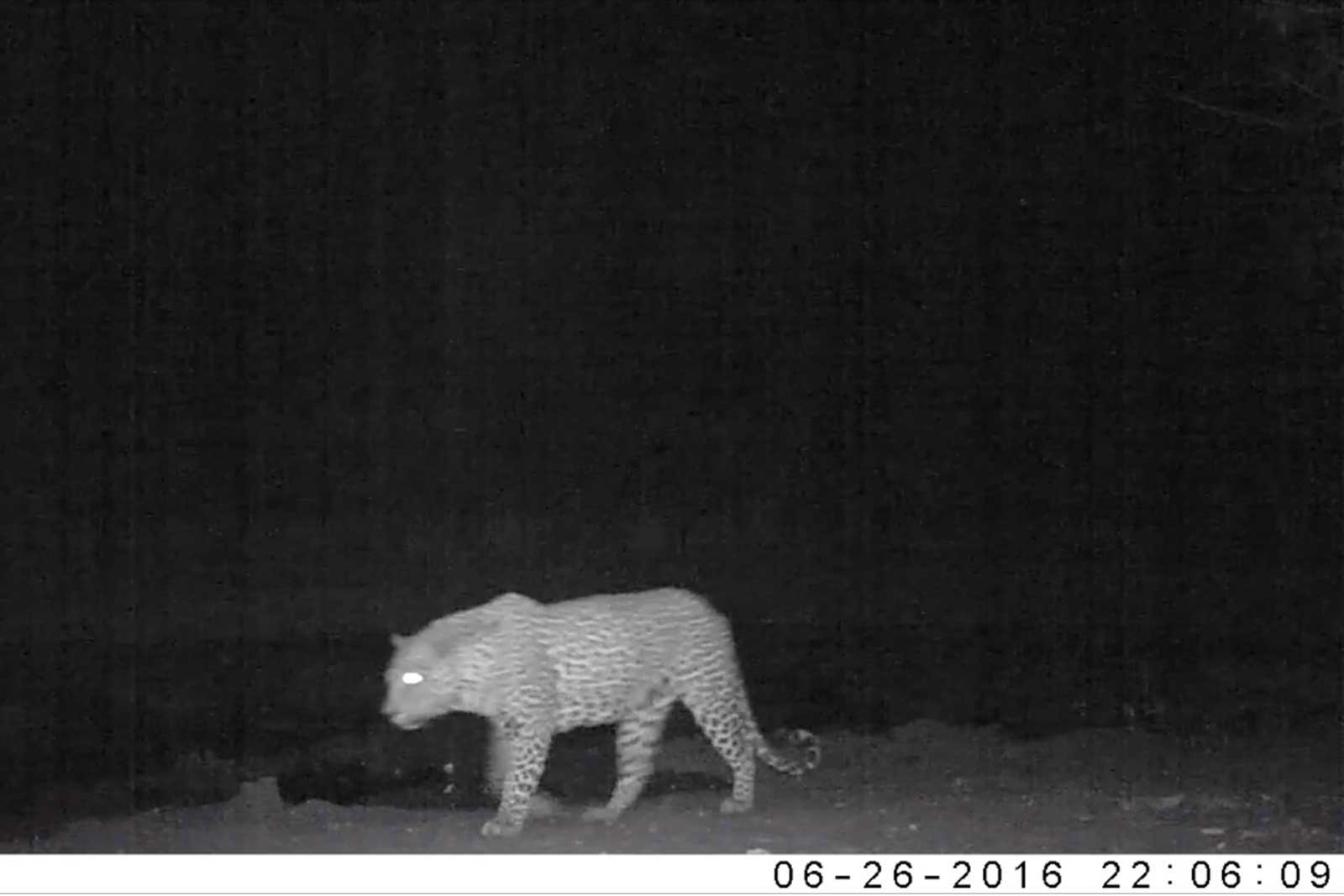 Weekly Camera Trap Footage from Klaserie