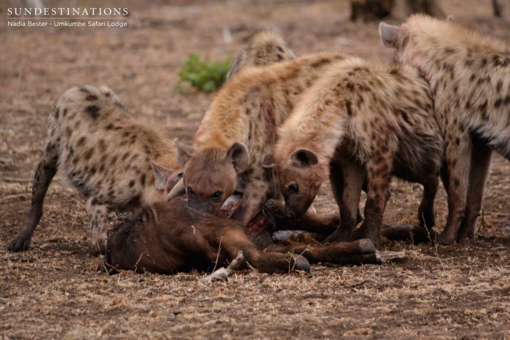 Hyenas Eat Buffalo Calf - Sun Destinations Safari
