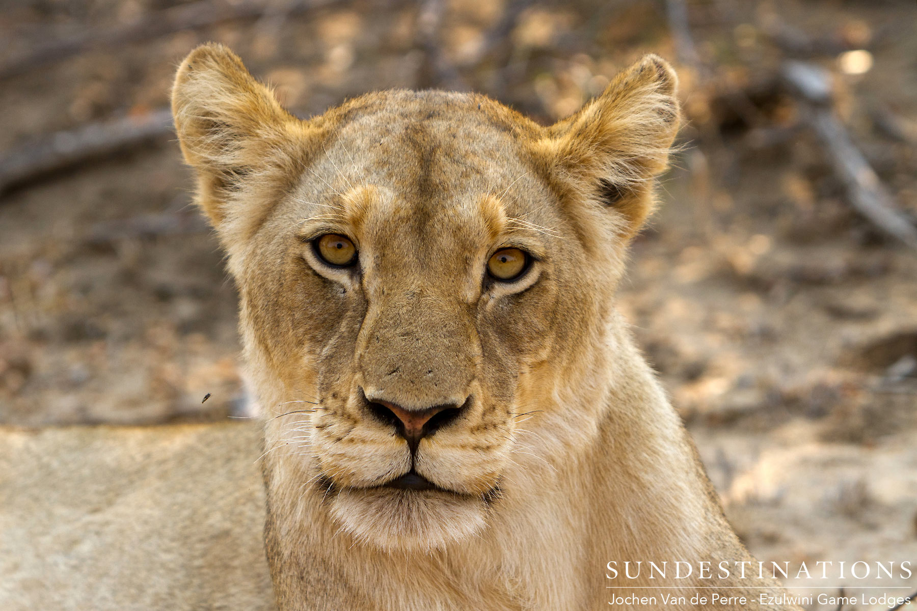 Balule Lion Catch Up: Intertwining of Prides