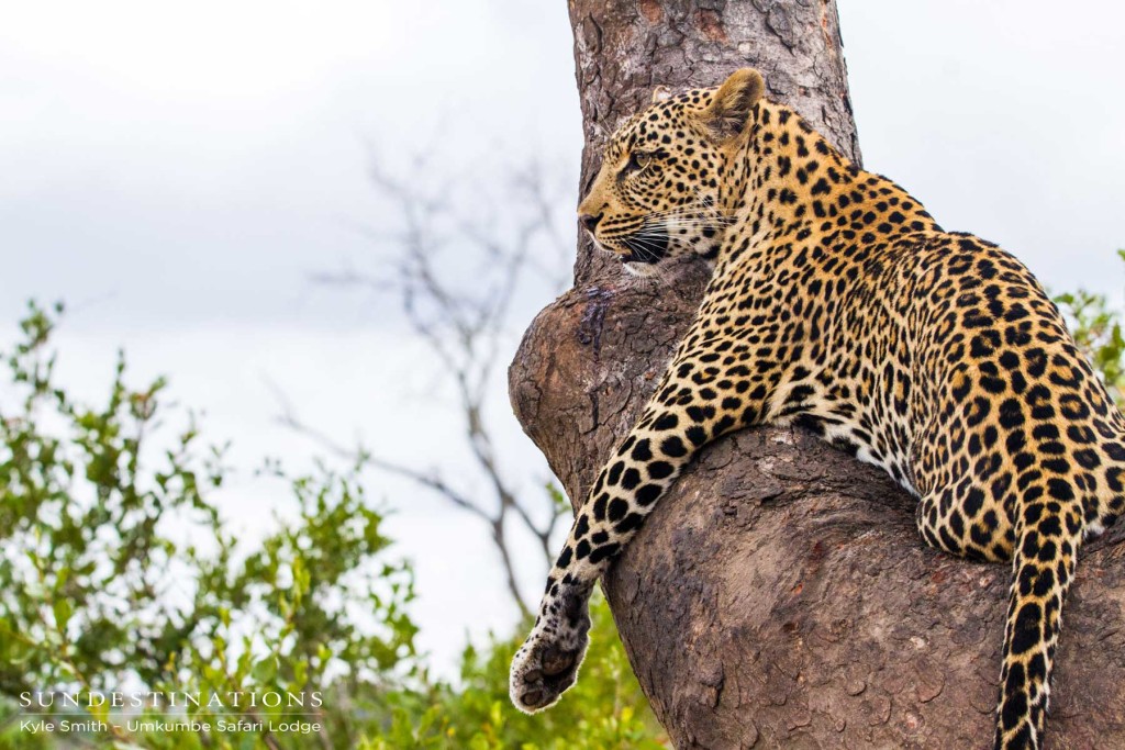 Leopard and Hyenas : A Toxic Friendship
