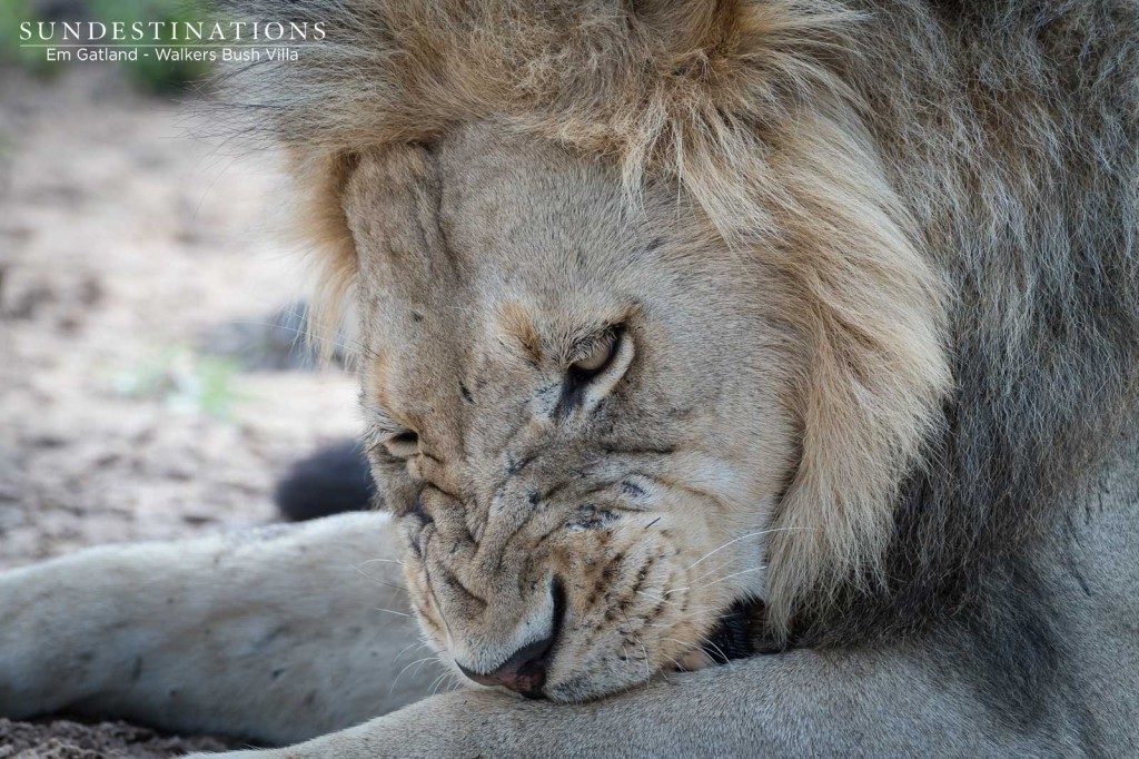 #TalesFromTimbavati : Observing the Mbiri Male Lions Relaxing at a ...