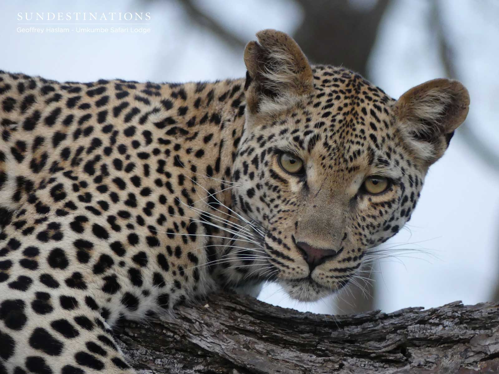 Leopard Lookbook : Umkumbe's Finest Models