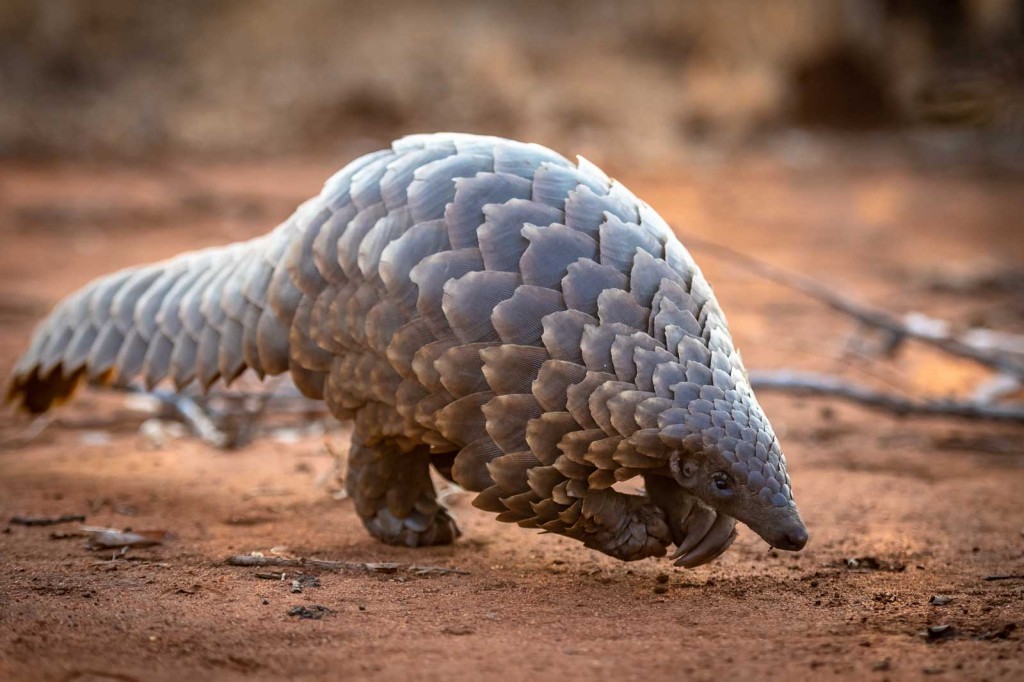 Collection of Photos of Pangolin Sightings in the Greater Kruger