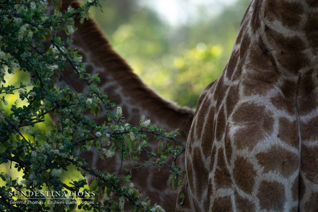 Giraffe Hide in Ezulwini - Sun Destinations Safari