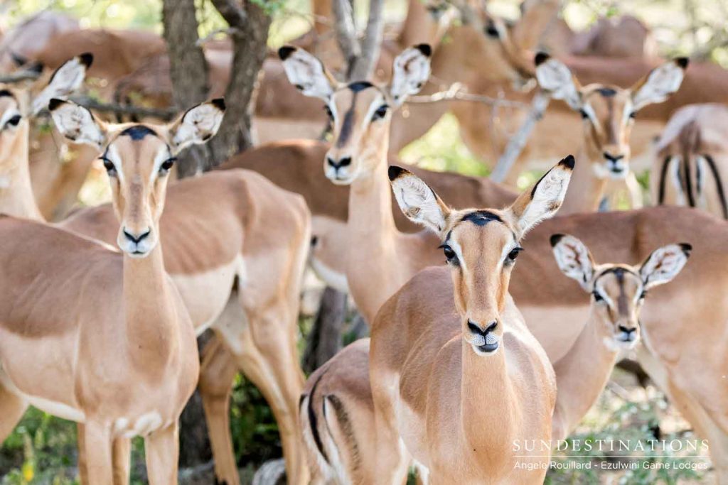 Impalas of Ezulwini Game Lodges - Sun Destinations Safari