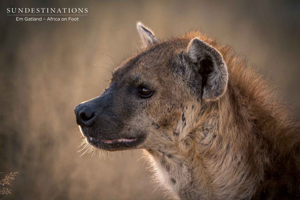 Africa on Foot Hyena - Sun Destinations Safari