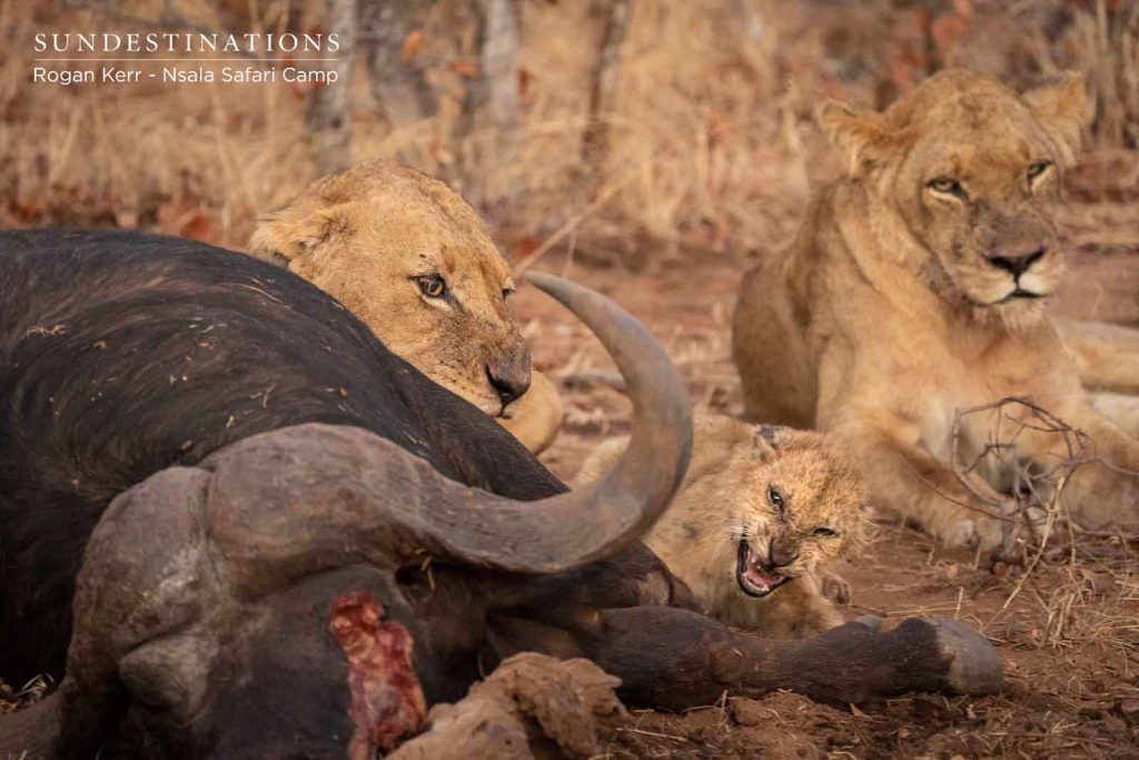 Nsala Private Game Reserve