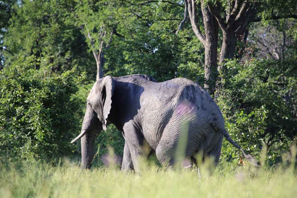 Mankwe Tented Retreat | Safari Activities | Botswana