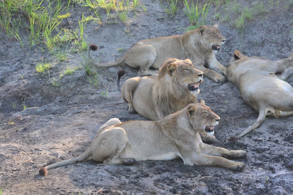 Umkumbe | Sabie Game Reserve | Sabi Sands