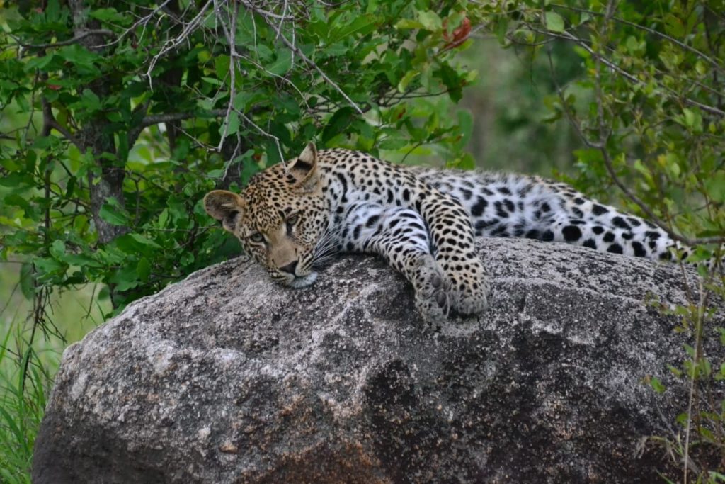 Umkumbe | Sabie Game Reserve | Sabi Sands