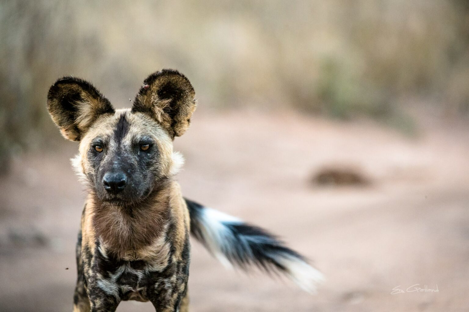 Endangered Species Day, EWT and African Wild Dogs