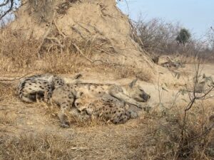 African Wildlife Mating Rituals: A Guide to Nature's Most Intriguing ...