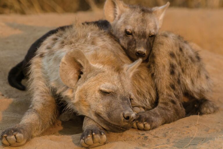 African Wildlife Mating Rituals: A Guide to Nature's Most Intriguing ...