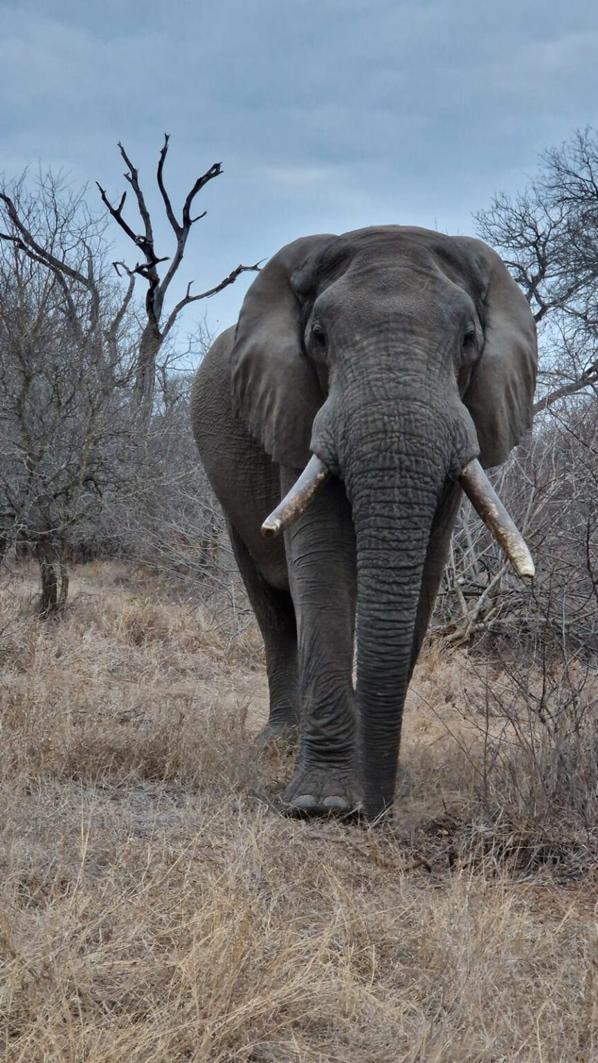 African Wildlife Mating Rituals: A Guide to Nature's Most Intriguing ...