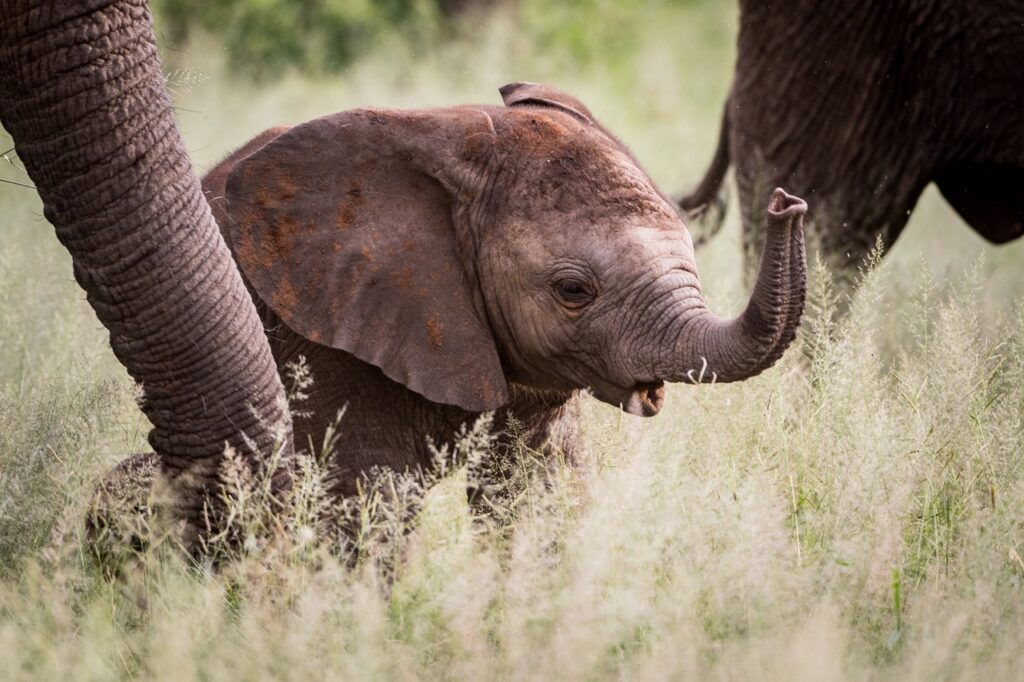 African Wildlife Mating Rituals: A Guide to Nature's Most Intriguing ...