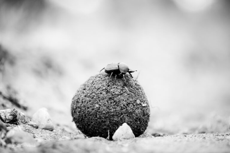 African Wildlife Mating Rituals: A Guide to Nature's Most Intriguing ...