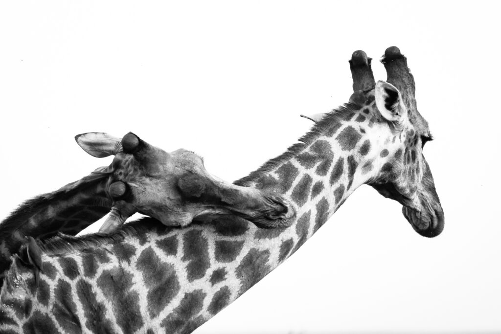 African Wildlife Mating Rituals: A Guide to Nature's Most Intriguing ...