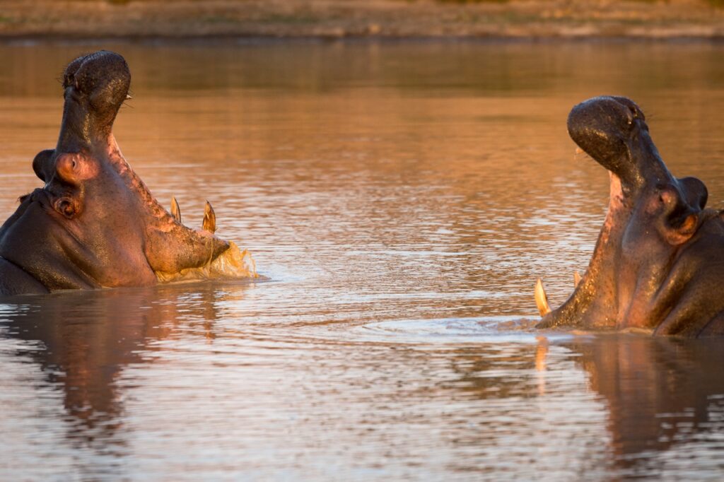 African Wildlife Mating Rituals: A Guide to Nature's Most Intriguing ...