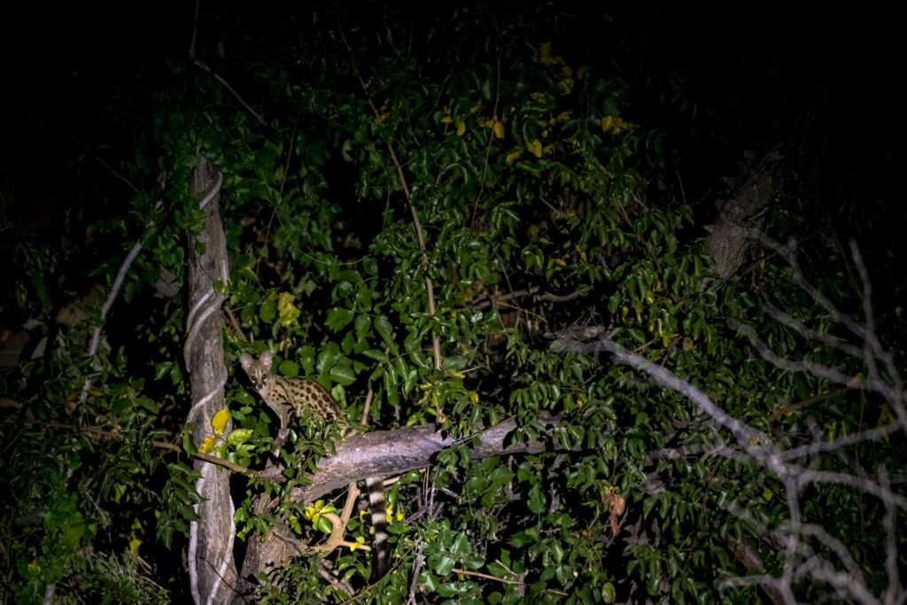 Critter Encounters in the Wild: Surprising Small Sightings on Safari